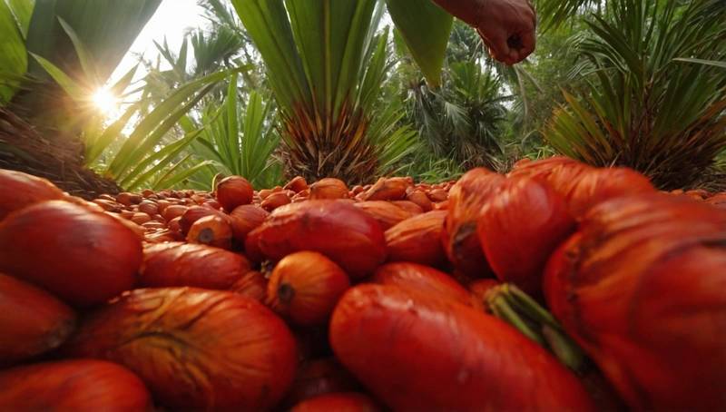 Palm Oil Falls On Stronger Ringgit, But Rivals Make Up